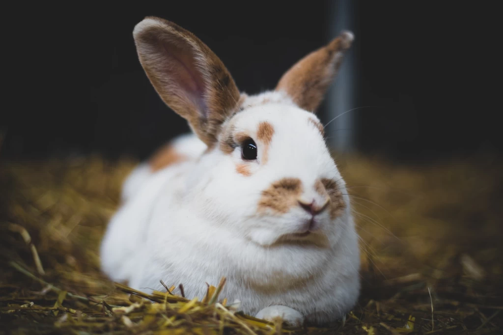 Jak dbać o królika? Porady weterynarza.